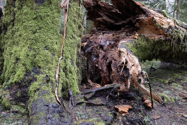 Twin Peaks Location - Steven and Gersten's Tree Has Fallen | TWIN PEAKS ...